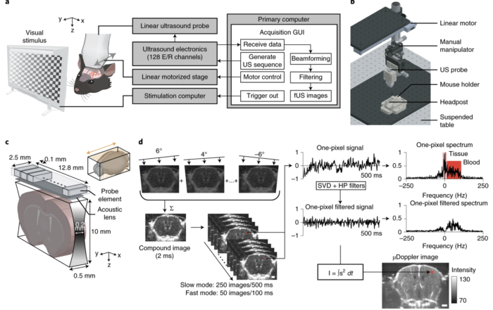 Publications – functional ultrasound imaging (fUSI)